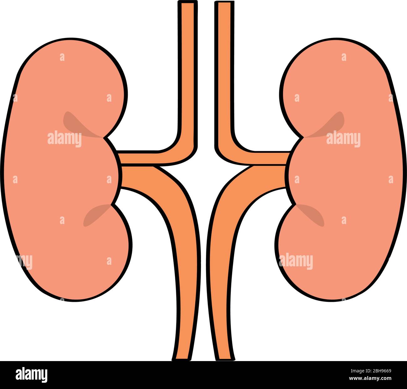 Healthy kidneys flat design Stock Vector Images - Alamy
