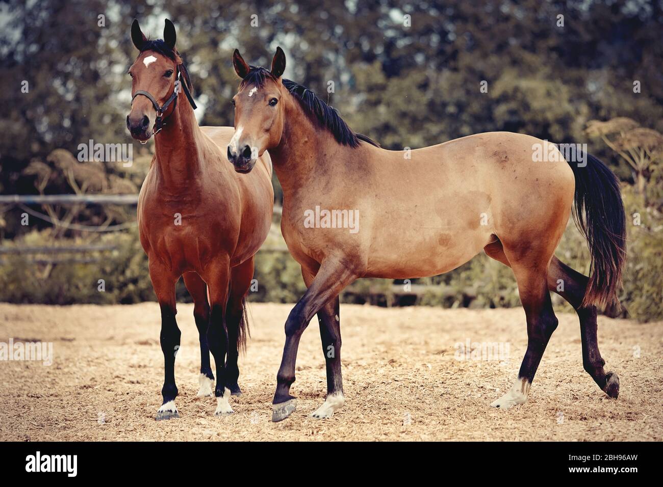 Two sports horses of dun and bay color in the levada Stock Photo - Alamy