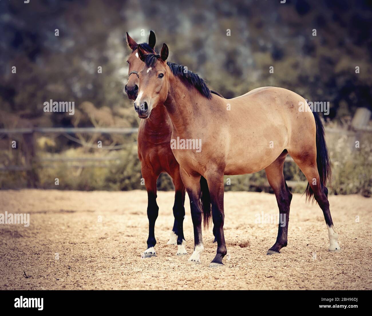 Two sports horses of dun and bay color in the levada Stock Photo - Alamy