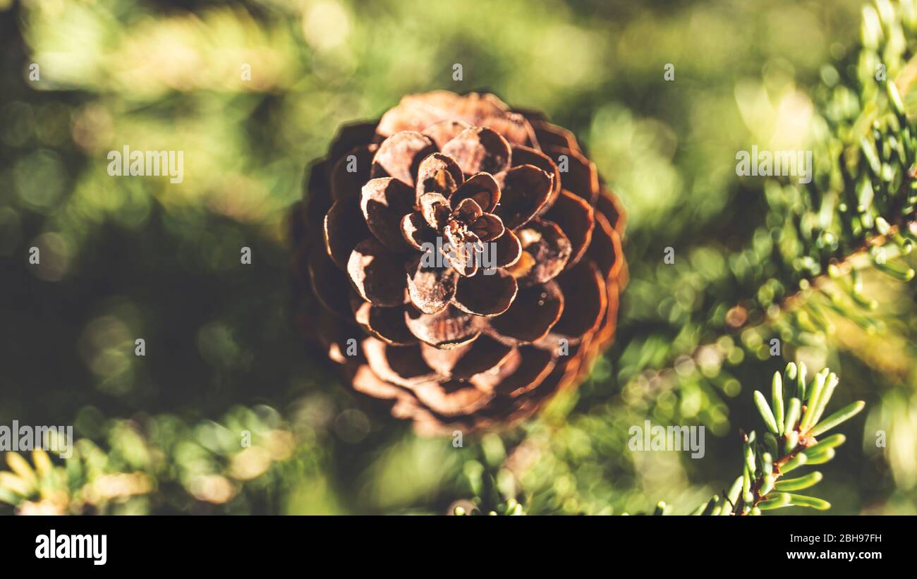 Conifer cone hi-res stock photography and images - Alamy