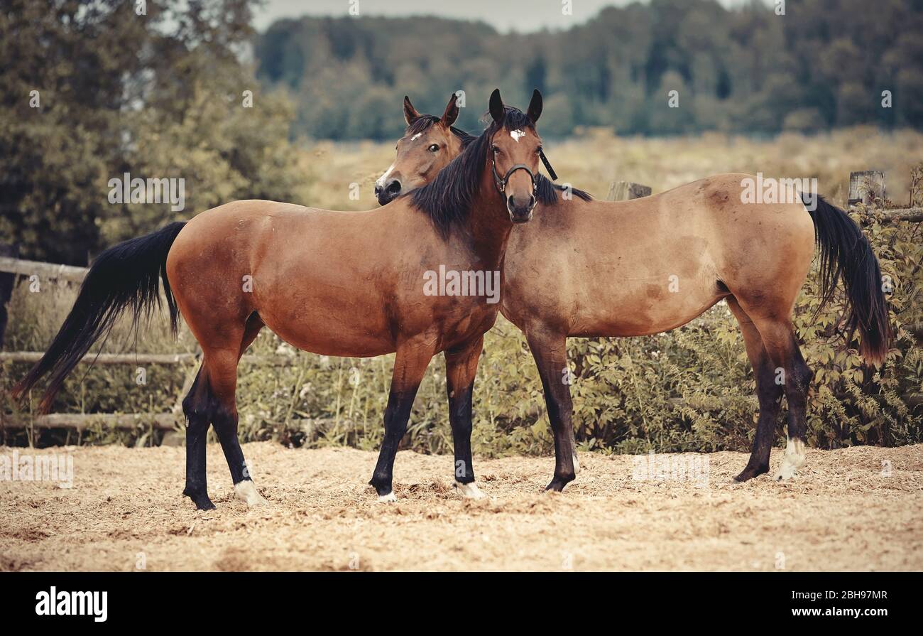 Two sports horses of dun and bay color in the levada Stock Photo - Alamy