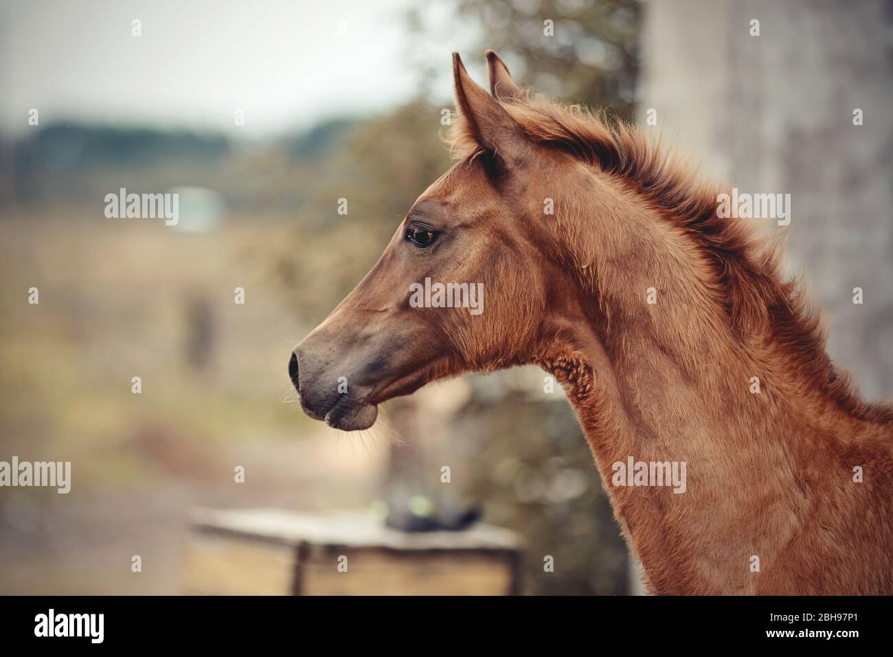 Sporting breed hi-res stock photography and images - Alamy