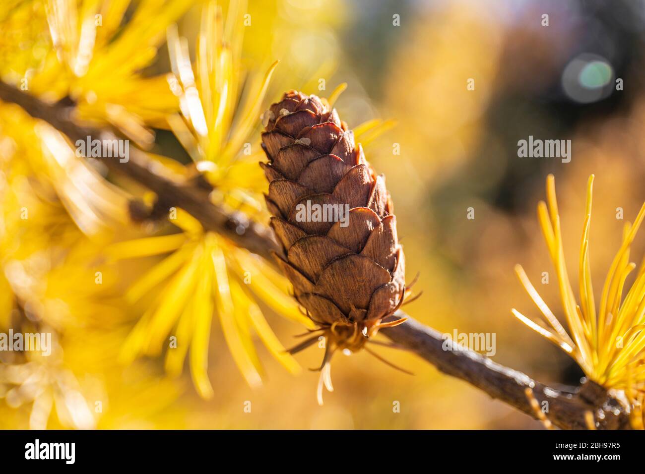 Close cones hi-res stock photography and images - Alamy