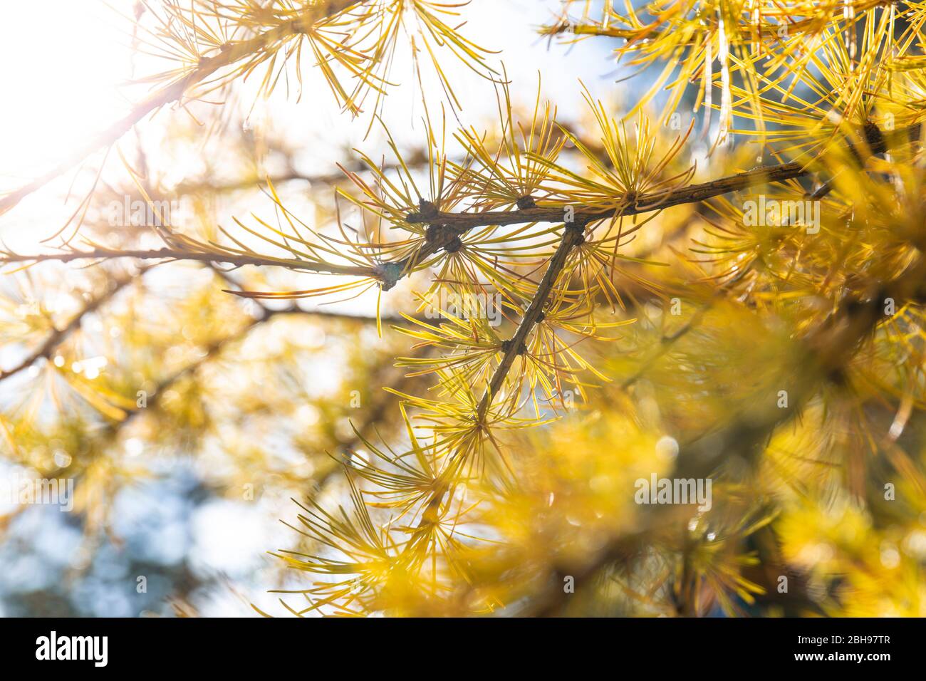 Larch branch hi-res stock photography and images - Alamy