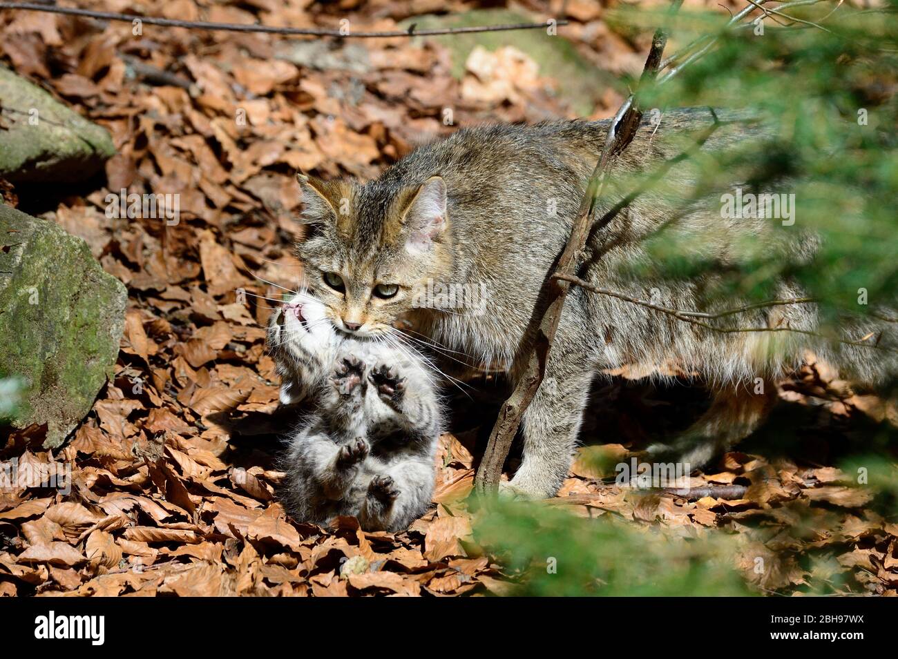Wild cat with cub hi-res stock photography and images - Alamy