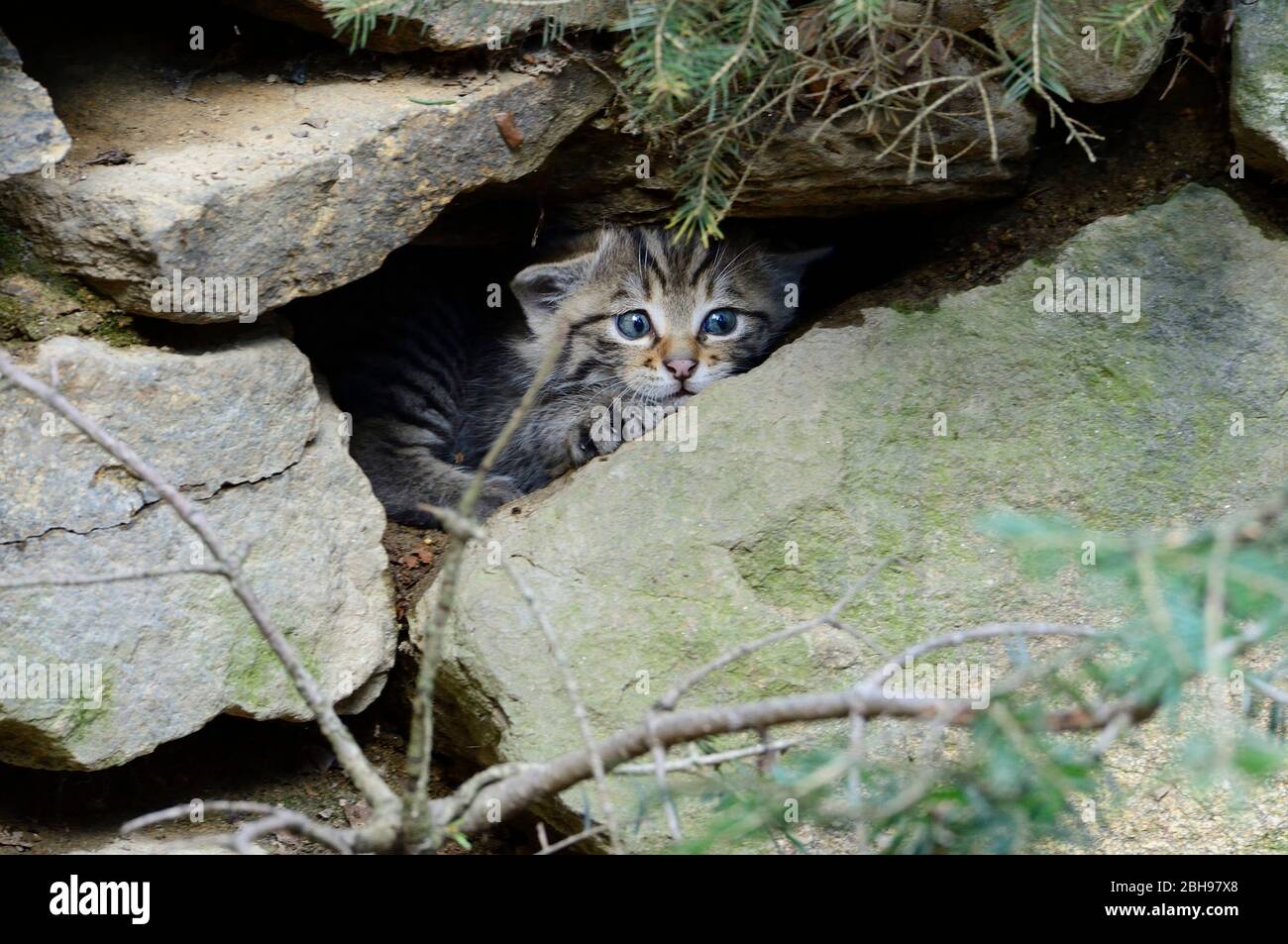 Young wildcat hi-res stock photography and images - Alamy