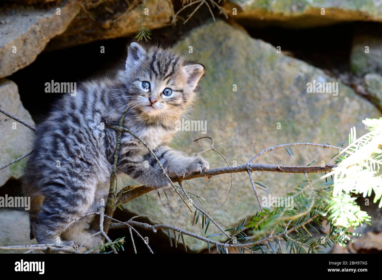 Young felines hi-res stock photography and images - Alamy