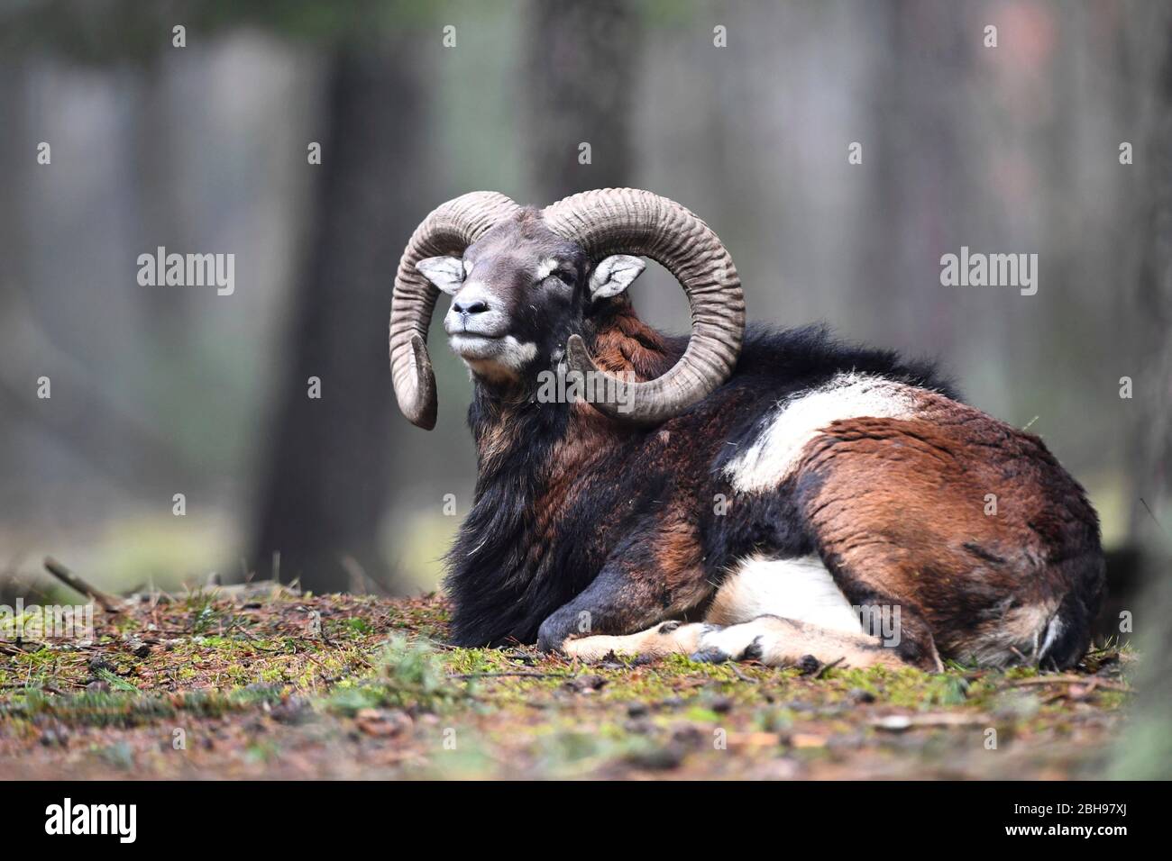 European mouflon sheep hi-res stock photography and images - Alamy