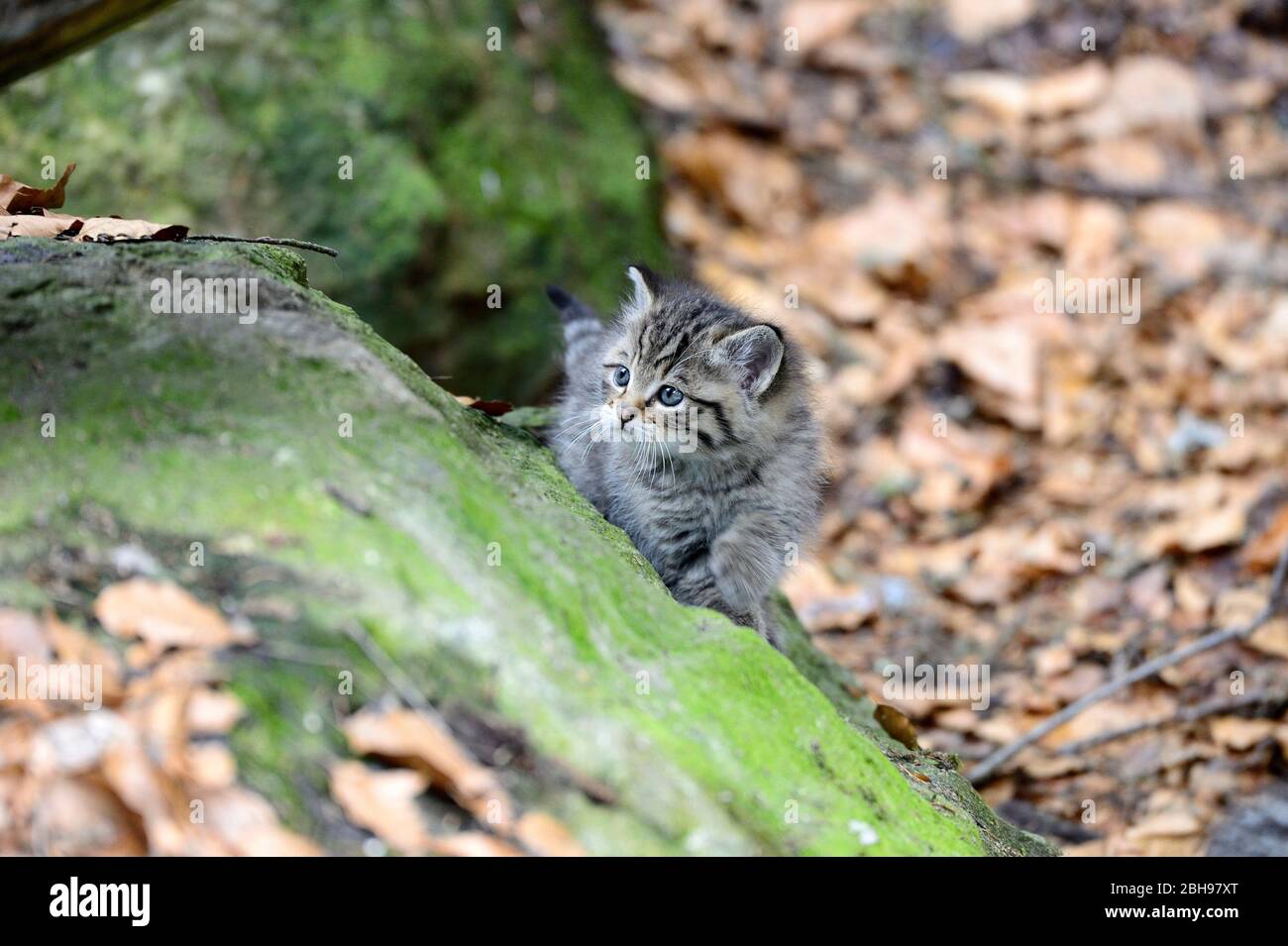 Young felines hi-res stock photography and images - Alamy