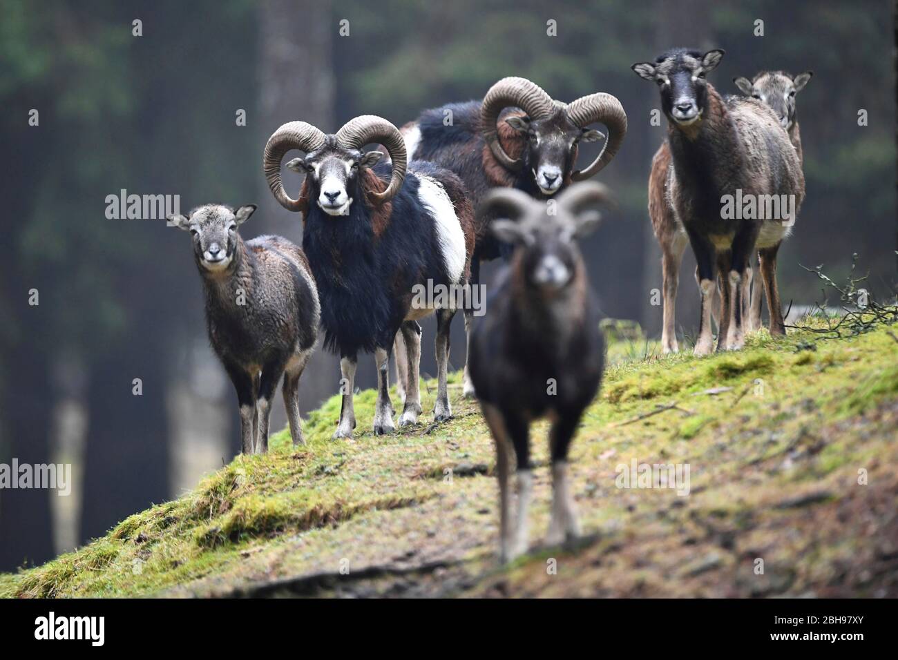 Mouflon sheeps hi-res stock photography and images - Alamy