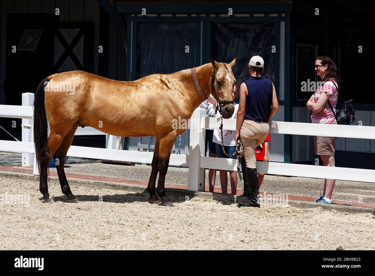horse standing at fence, light brown, black tail & legs, roached mane ...