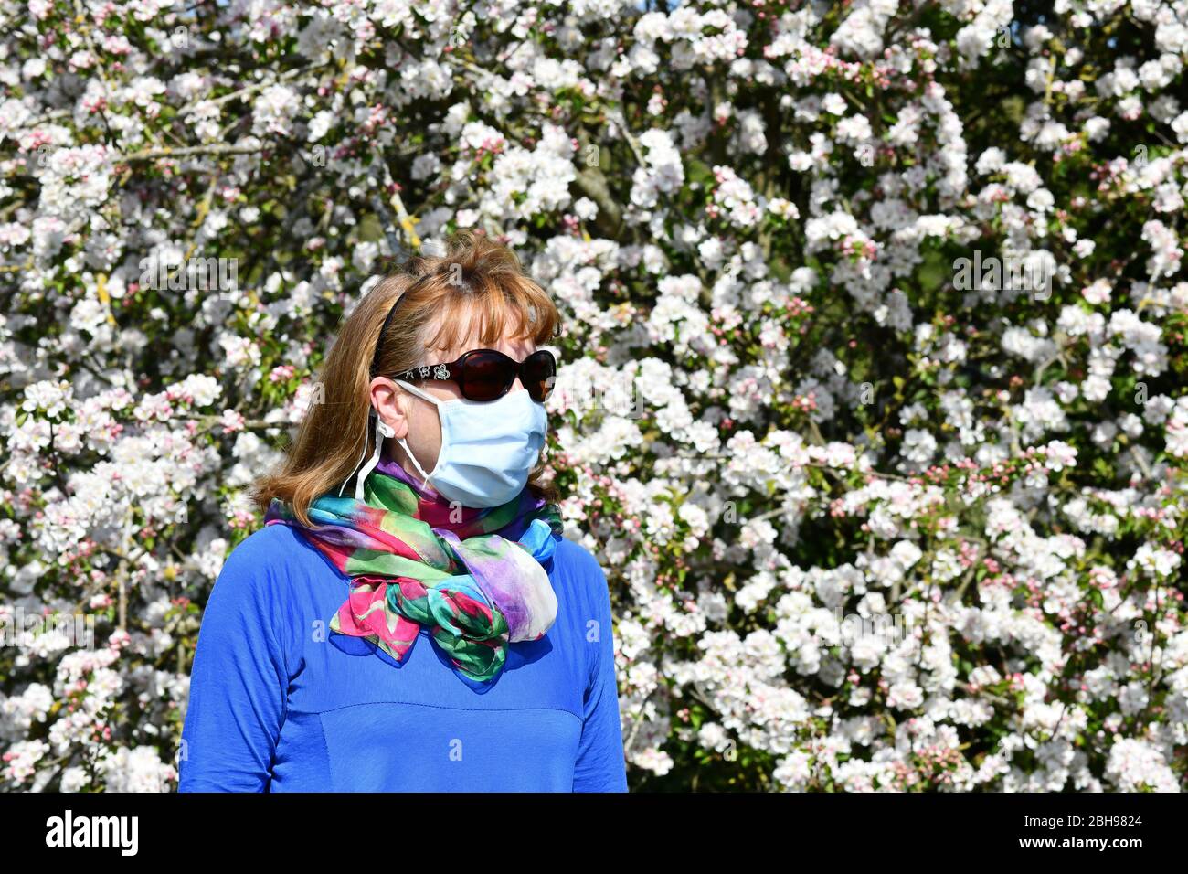 Woman wearing face mask during Coronavirus pandemic Britain in blossom ...