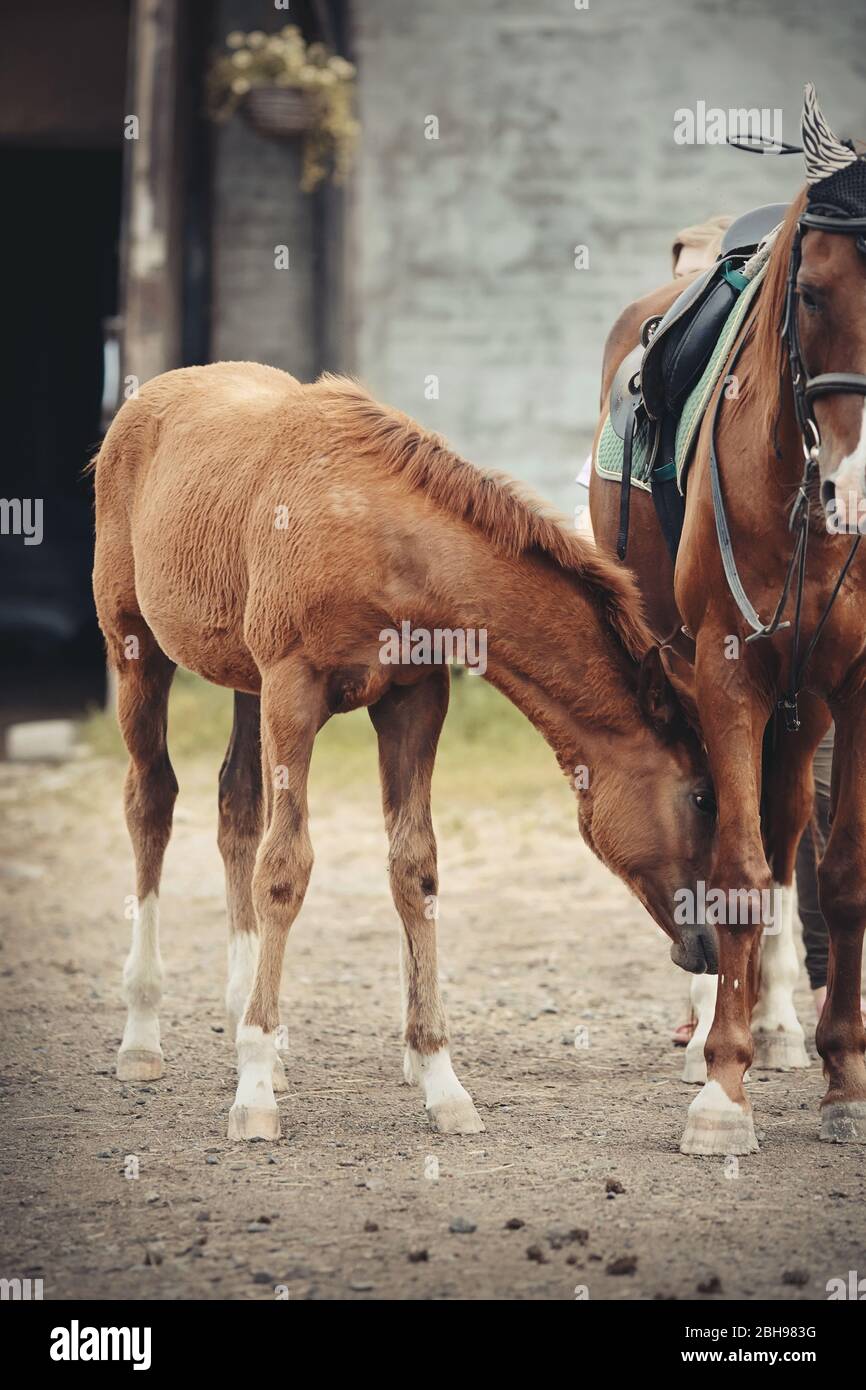 Sporting breed hi-res stock photography and images - Alamy