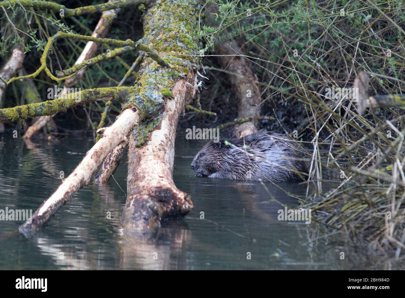 Beaver teeth gnawing hi-res stock photography and images - Alamy