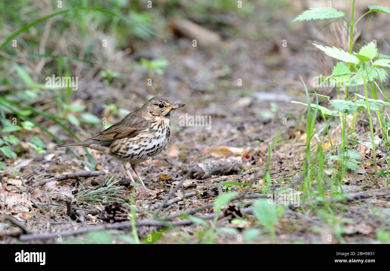 Sparrow thrush hi-res stock photography and images - Alamy