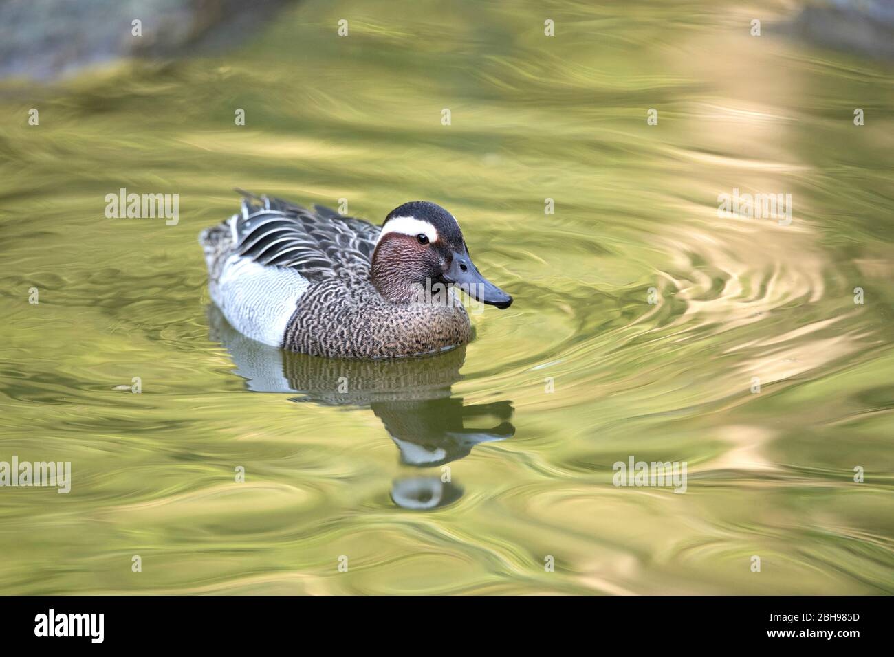 Garganeys hi-res stock photography and images - Alamy