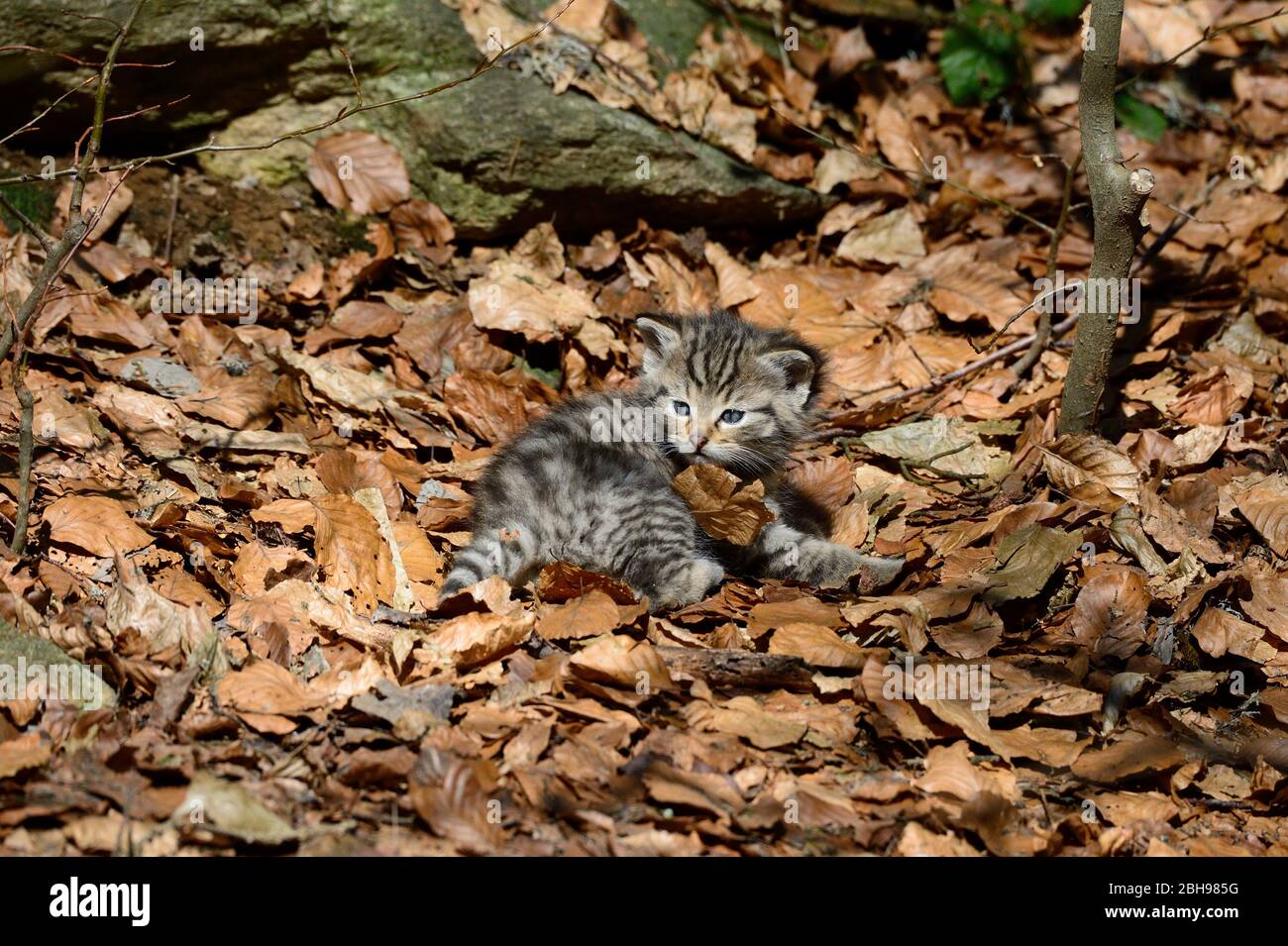 Young felines hi-res stock photography and images - Alamy
