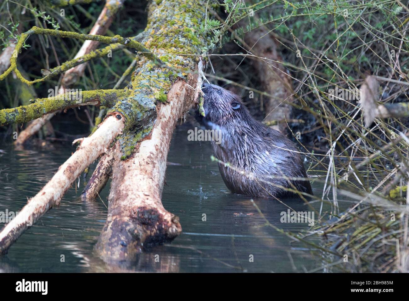 Beavers cutting trees hi-res stock photography and images - Alamy
