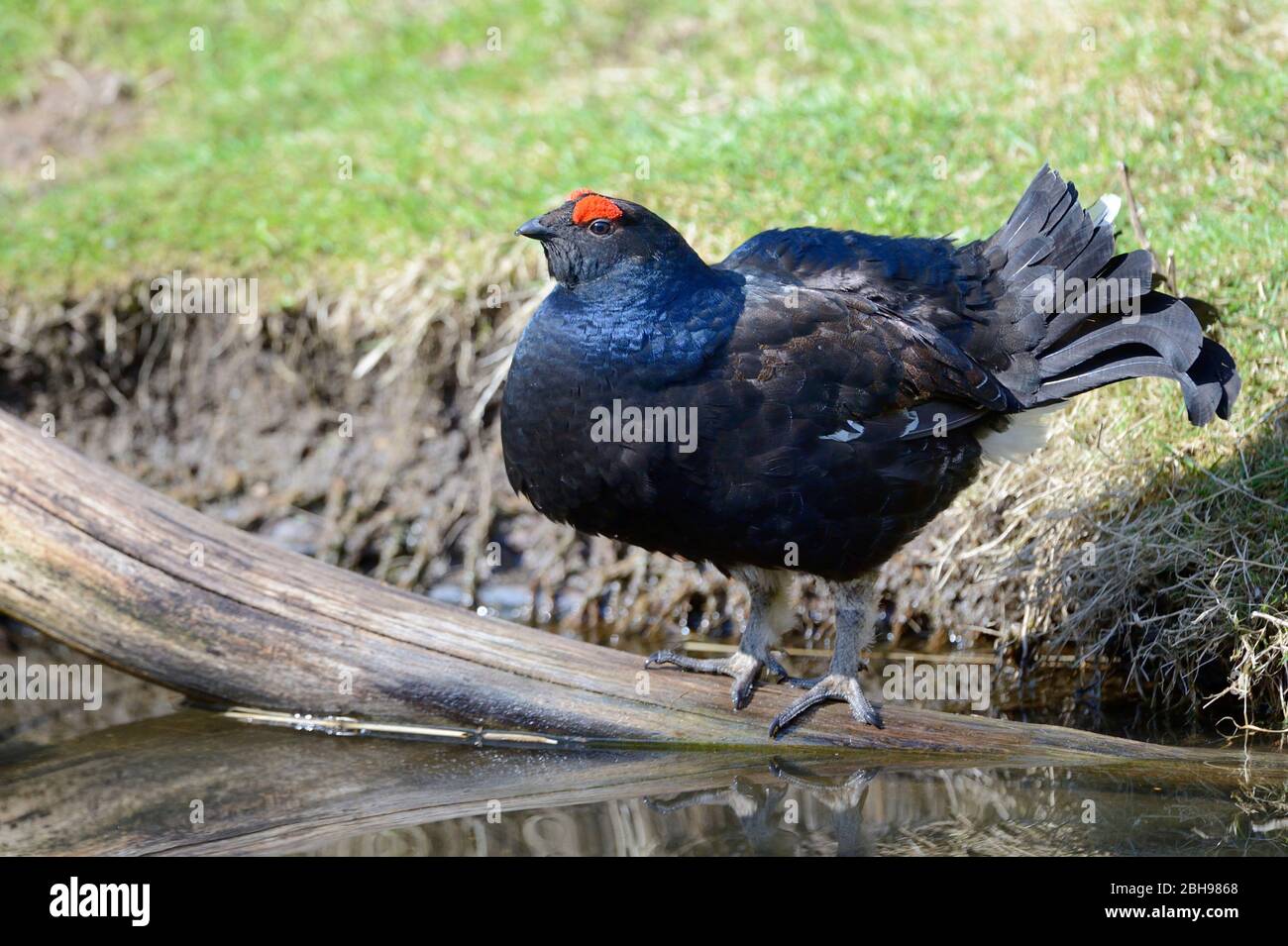 Water grouse hi-res stock photography and images - Alamy