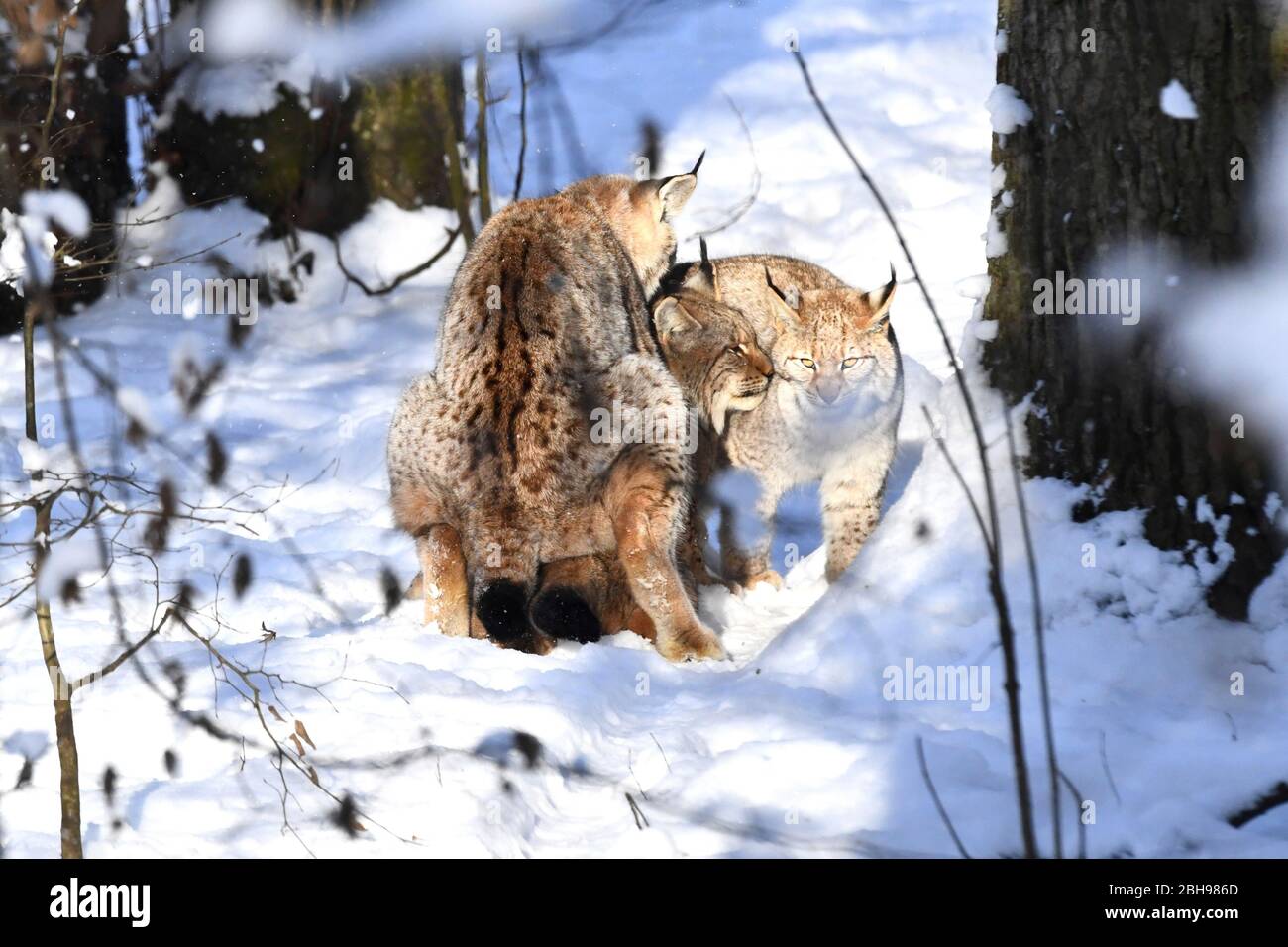 Lynx in the winter hi-res stock photography and images - Alamy