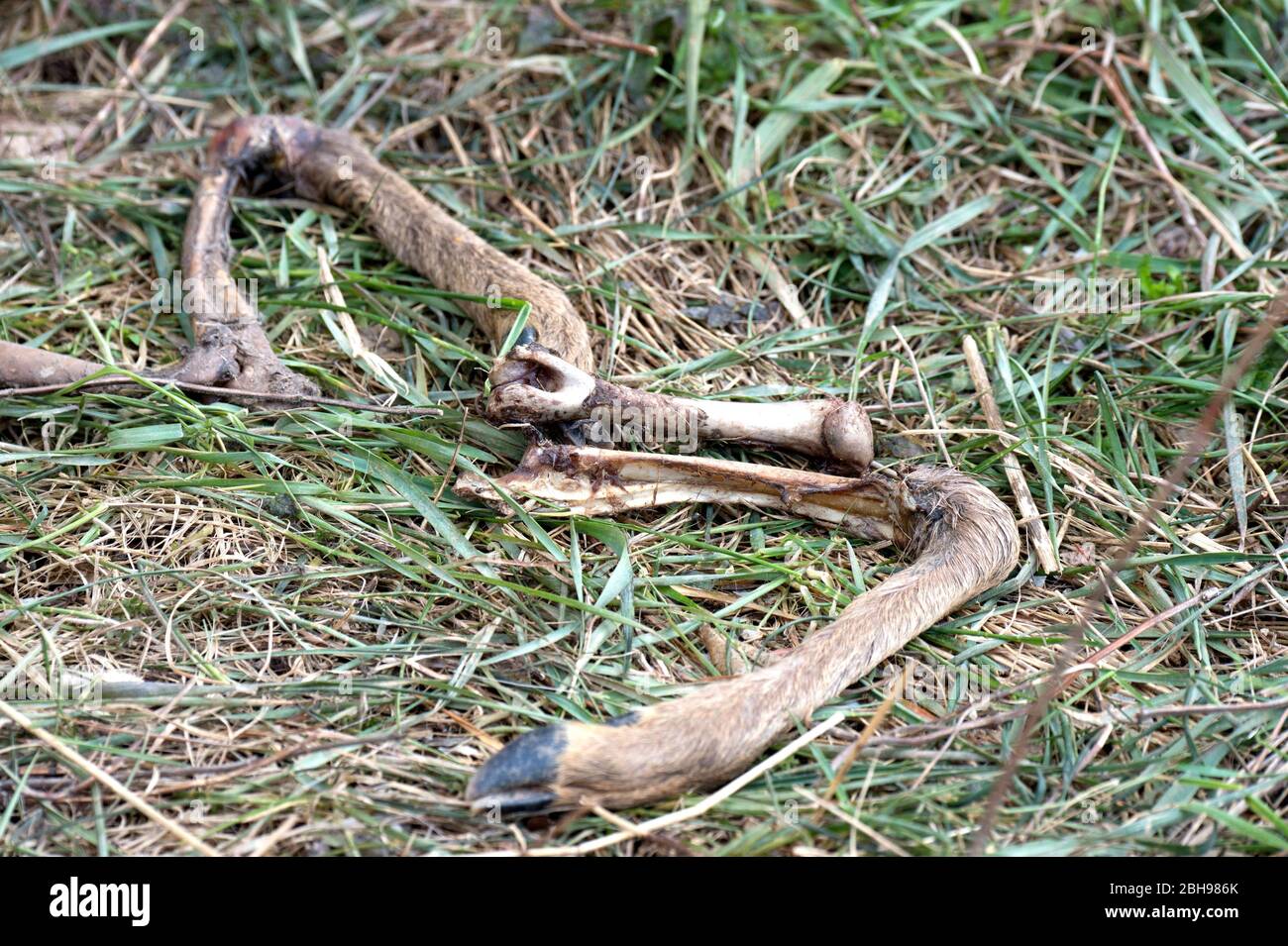 Remains of deer hi-res stock photography and images - Alamy