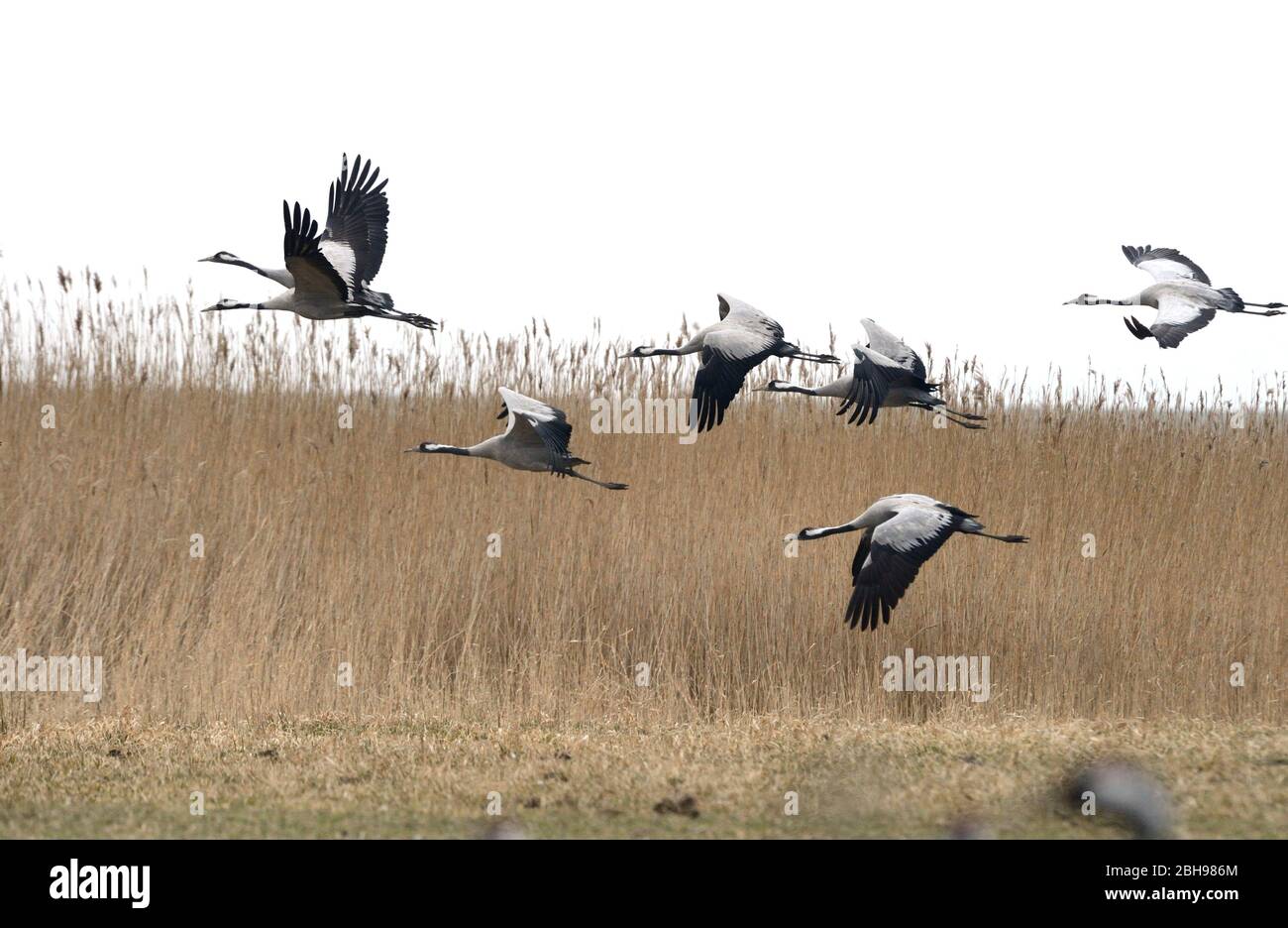 cranes in flight Stock Photo - Alamy