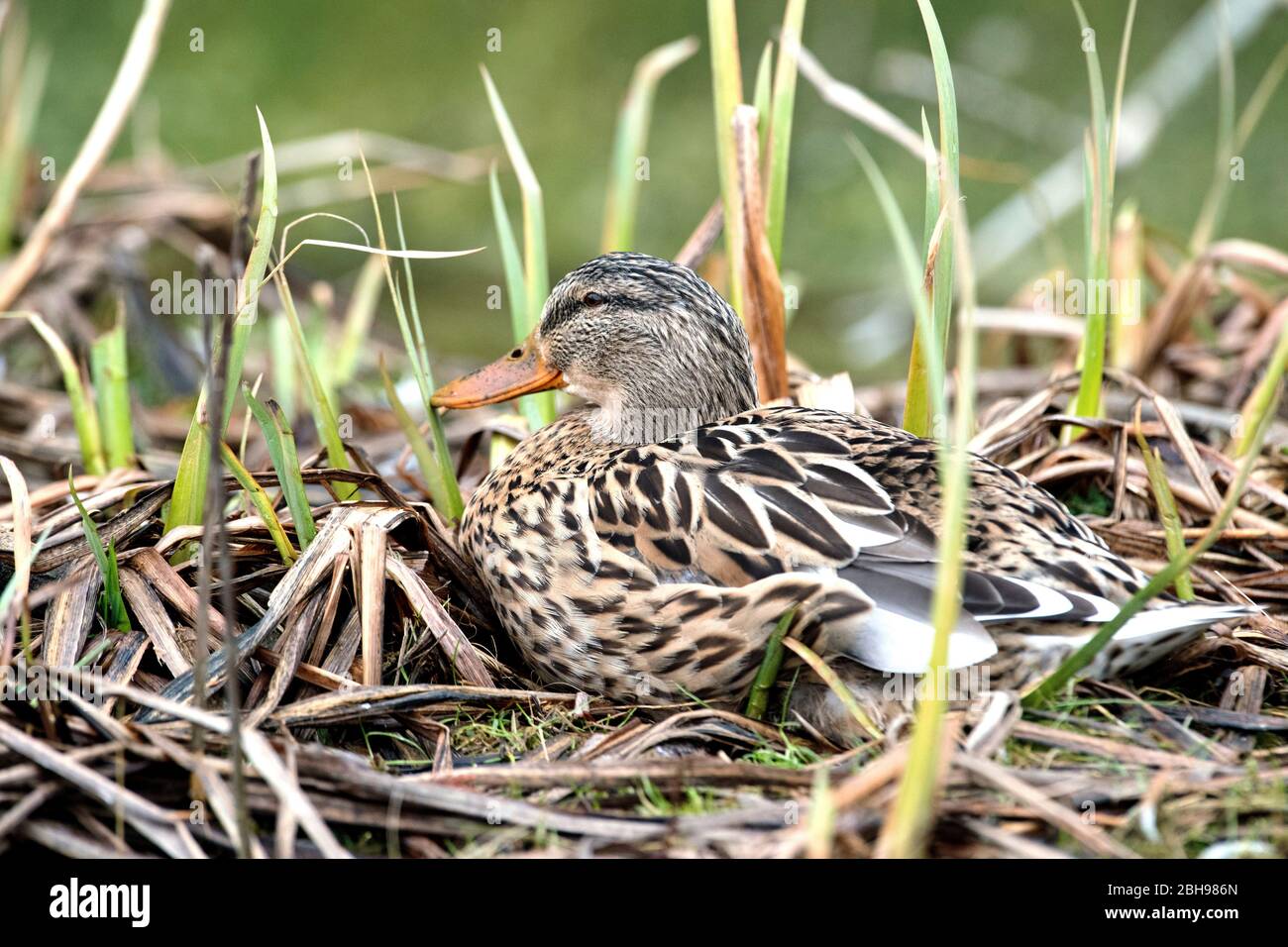 Mallard Nest Stock Photos & Mallard Nest Stock Images - Alamy