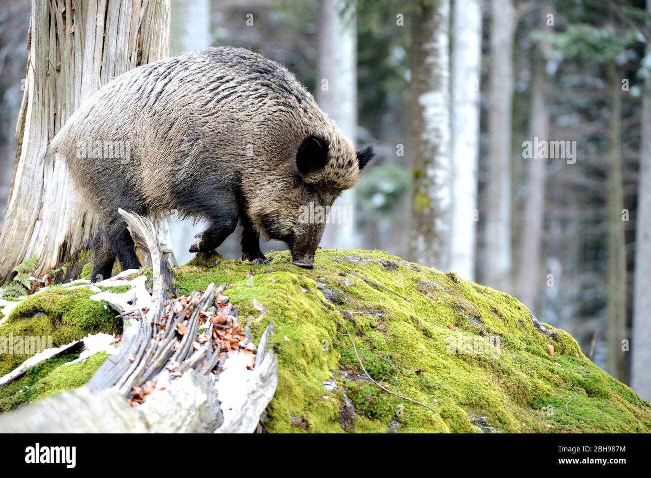 Boar in forest hi-res stock photography and images - Alamy