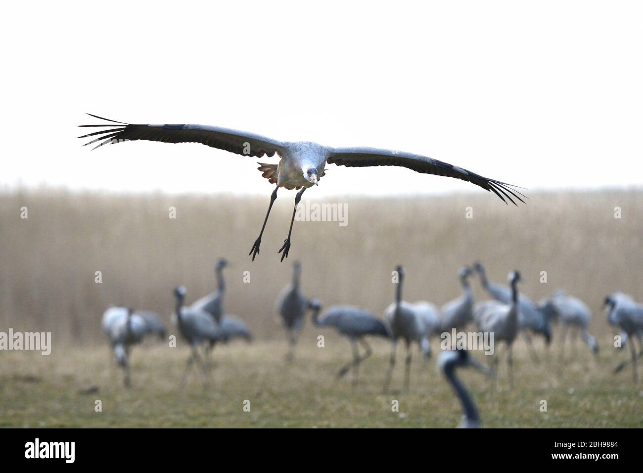 Crane in flight hi-res stock photography and images - Alamy