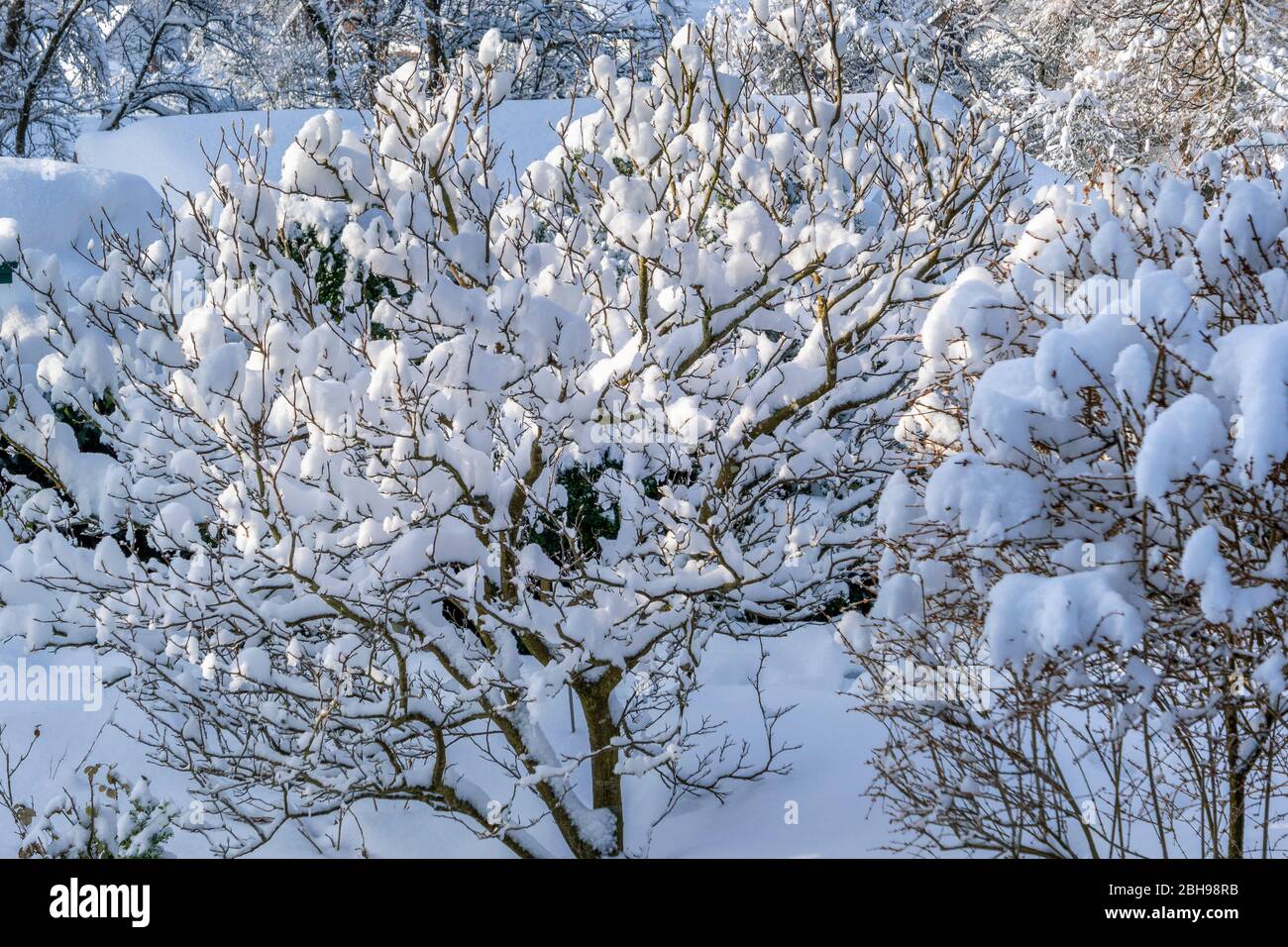 Magnolia tree covered with fresh snow in the garden hi-res stock ...