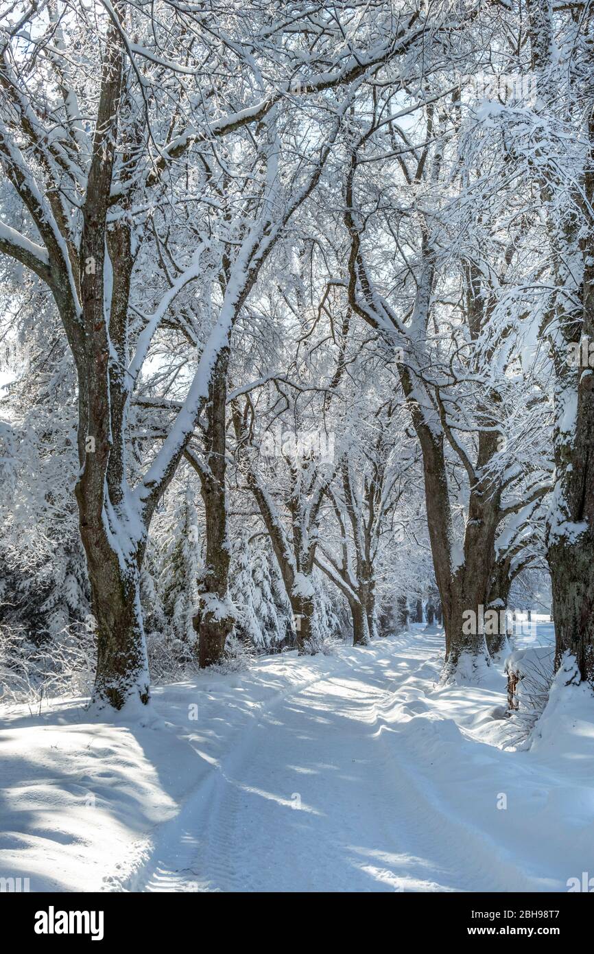Beautiful winter landscape with snow-covered trees of an avenue on the ...