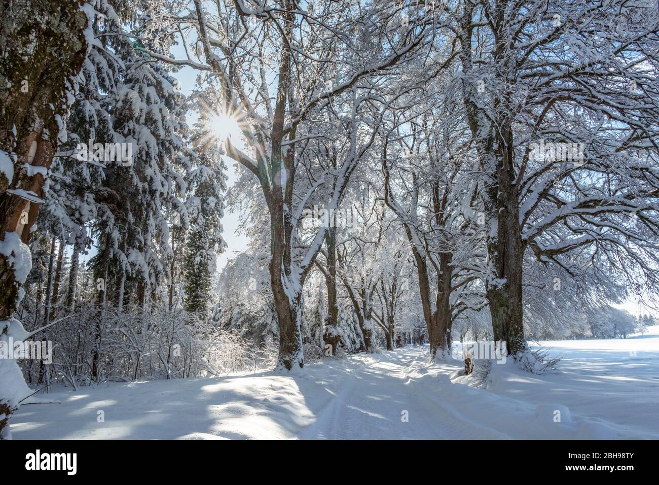 Beautiful winter landscape with snow-covered trees of an avenue on the ...