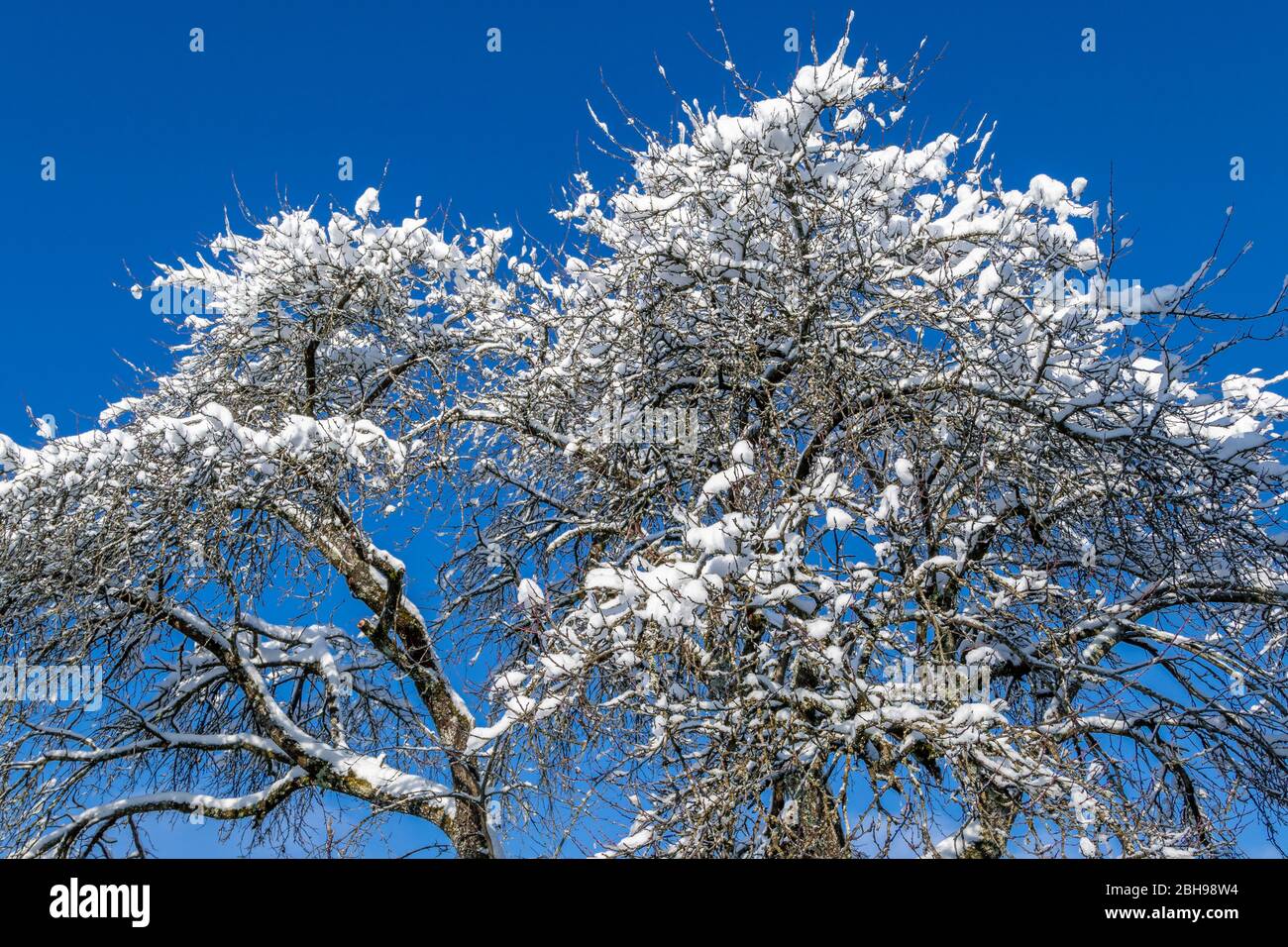 Tree covered with fresh snow in winter in front of blue sky, Tutzing ...