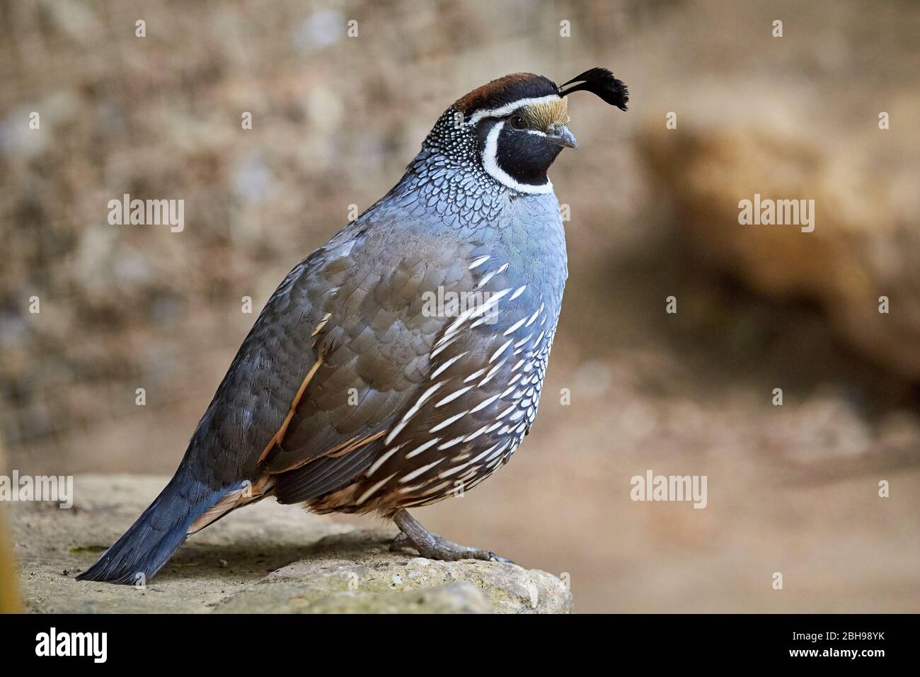 California quail white background hi-res stock photography and images ...
