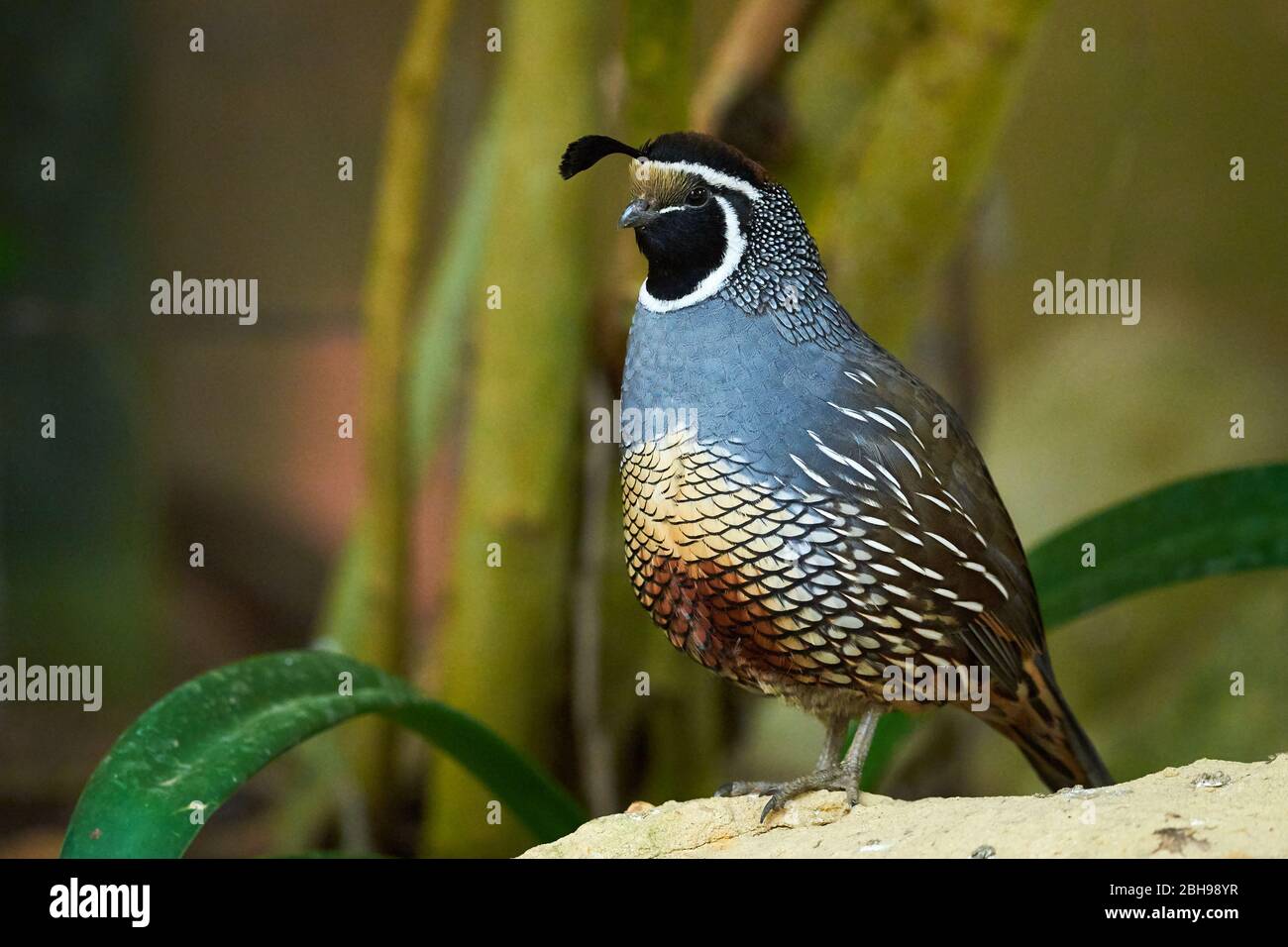 California quail closeup ( Callipepla californica Stock Photo - Alamy