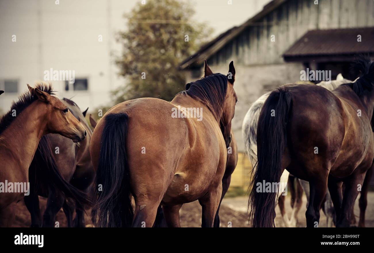 Arabian horse stables hi-res stock photography and images - Alamy