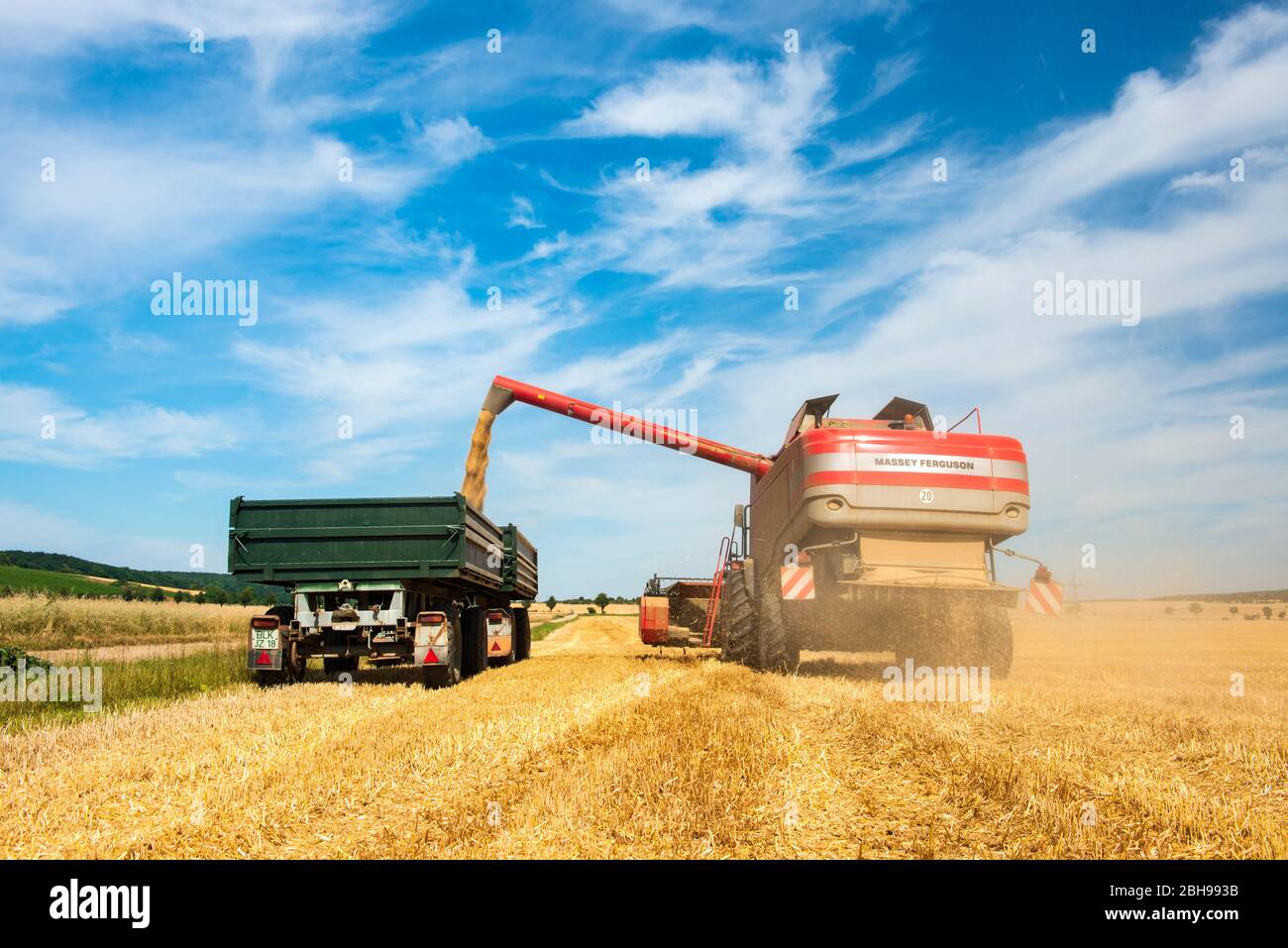 Combine harvester in grain field harvests barley, field under blue sky ...