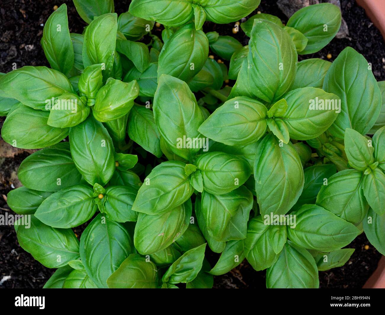 Top view angle of Basil Stock Photo - Alamy