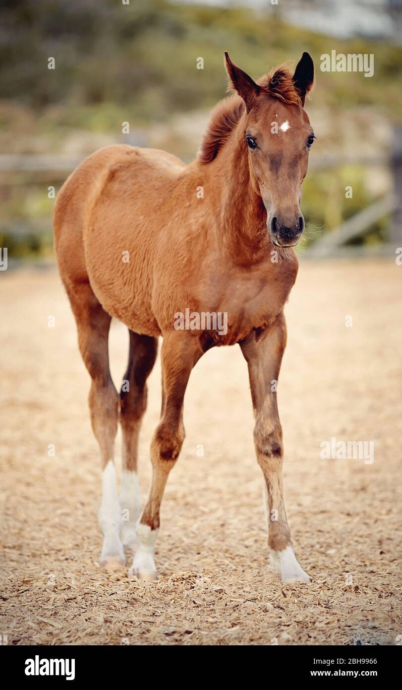 Red foal with an asterisk on his forehead in the levada Stock Photo - Alamy