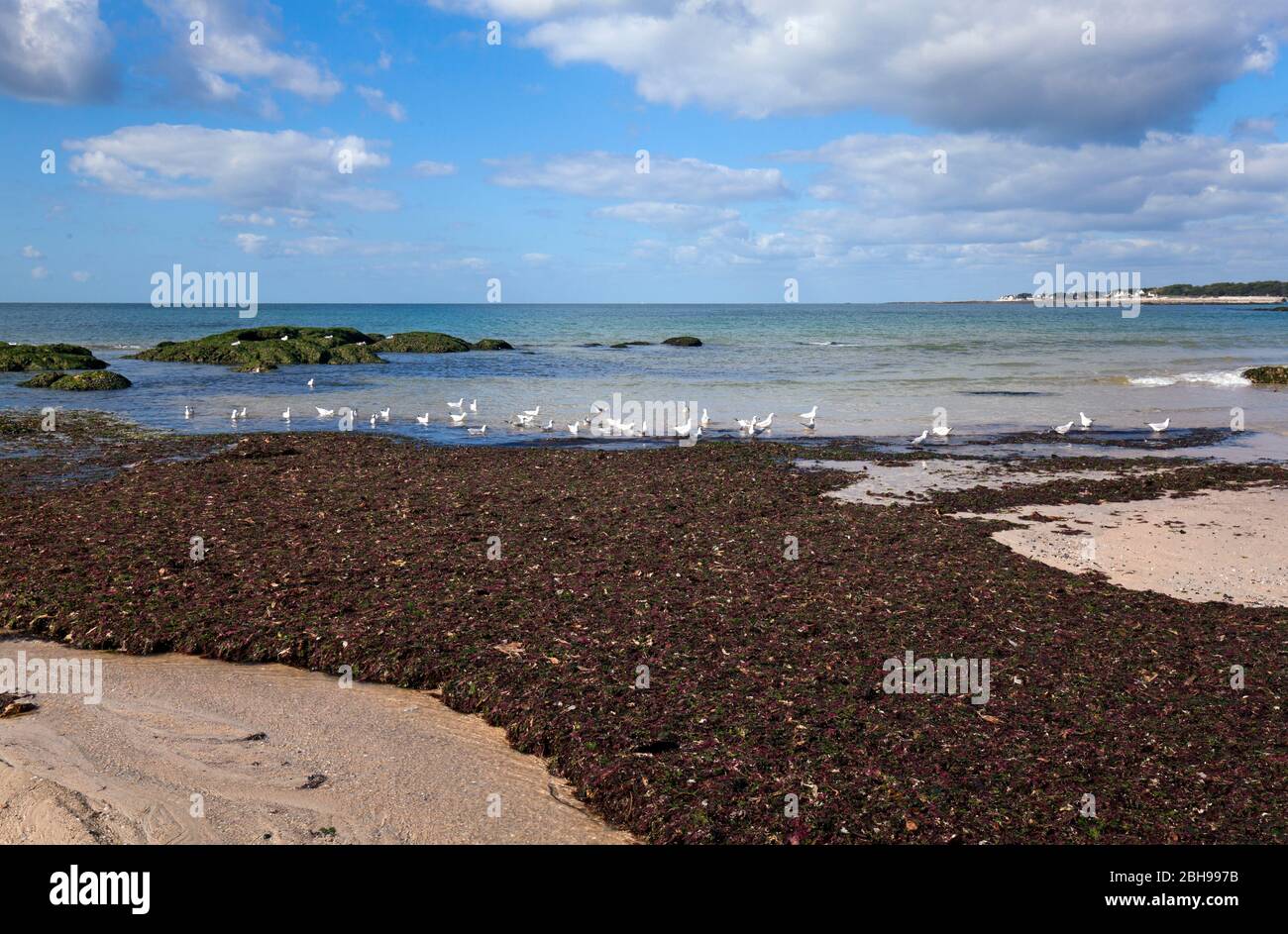 Coastal landscape, France, Normandy, English Channel Stock Photo - Alamy