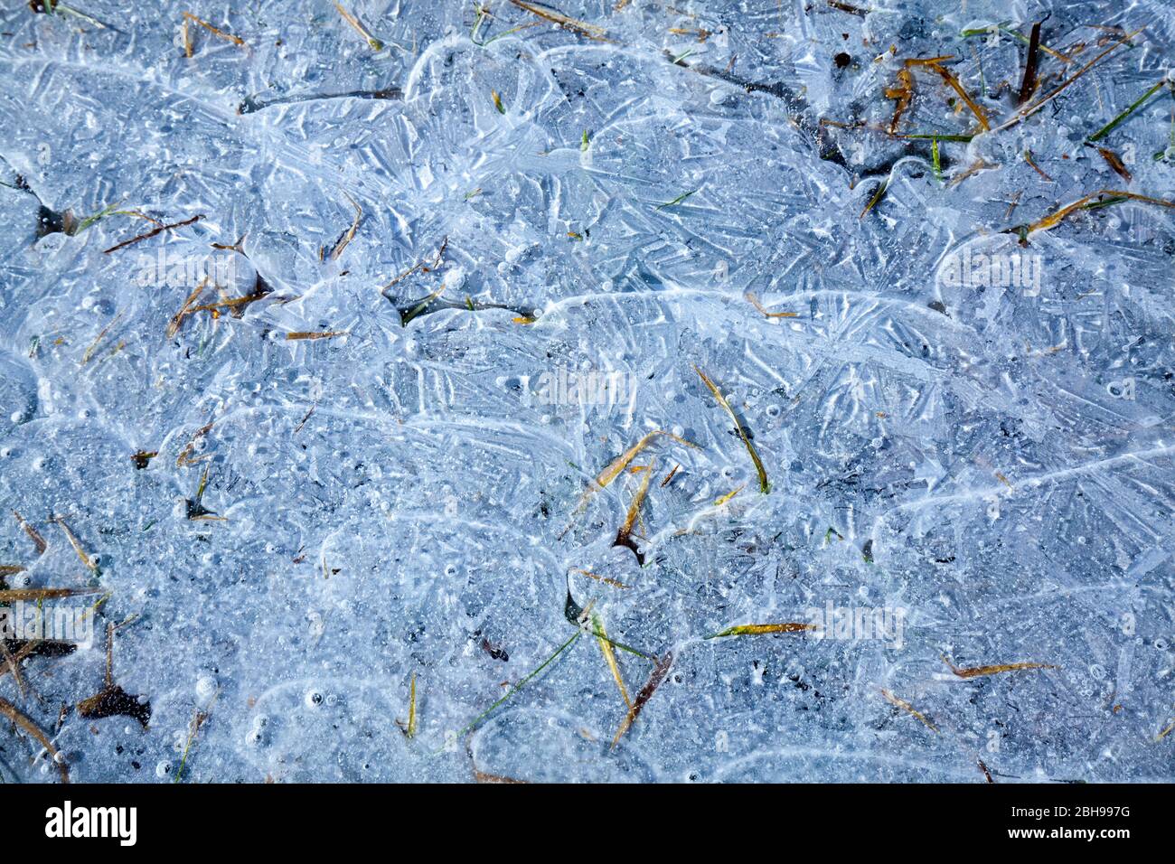 Thin ice sheet over grass Stock Photo - Alamy