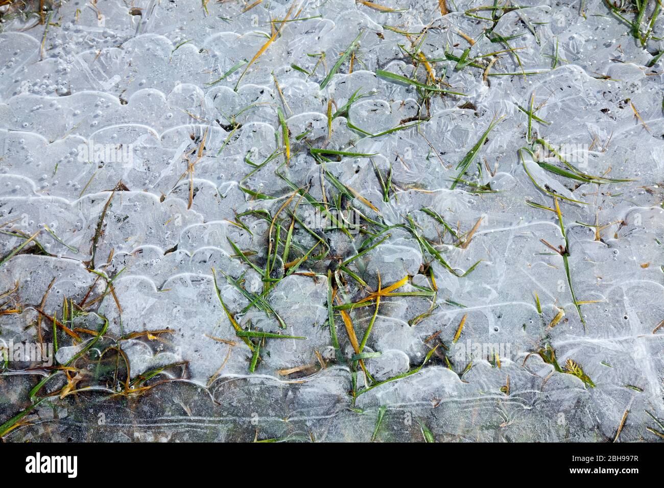 Thin ice sheet over grass hi-res stock photography and images - Alamy