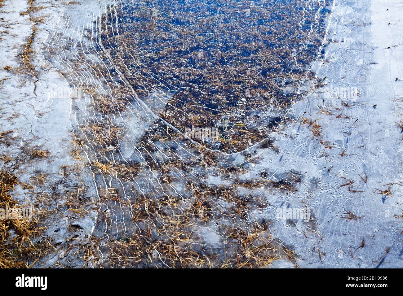 Thin ice sheet over grass Stock Photo - Alamy