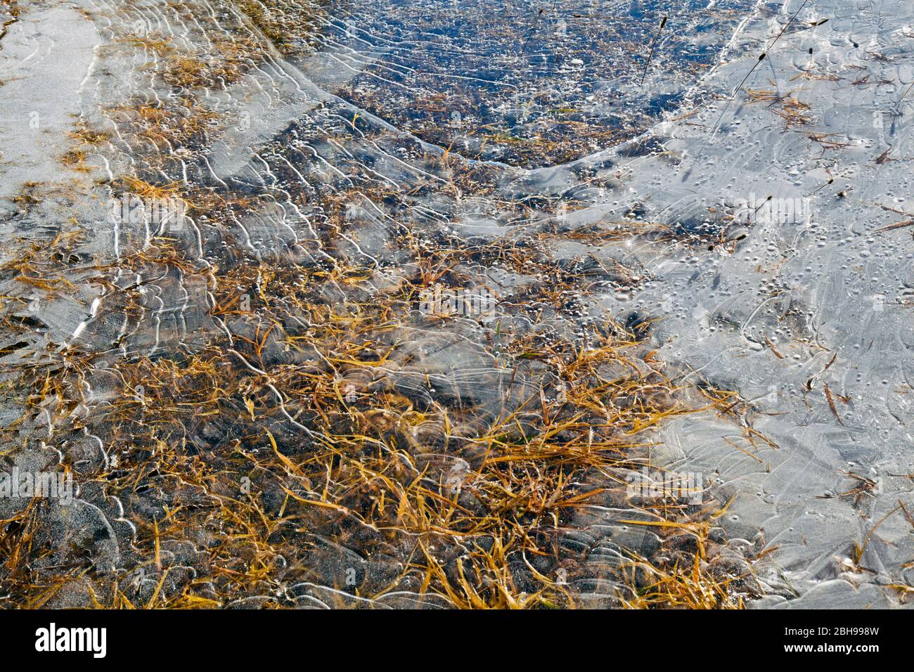 Thin ice sheet over grass Stock Photo - Alamy