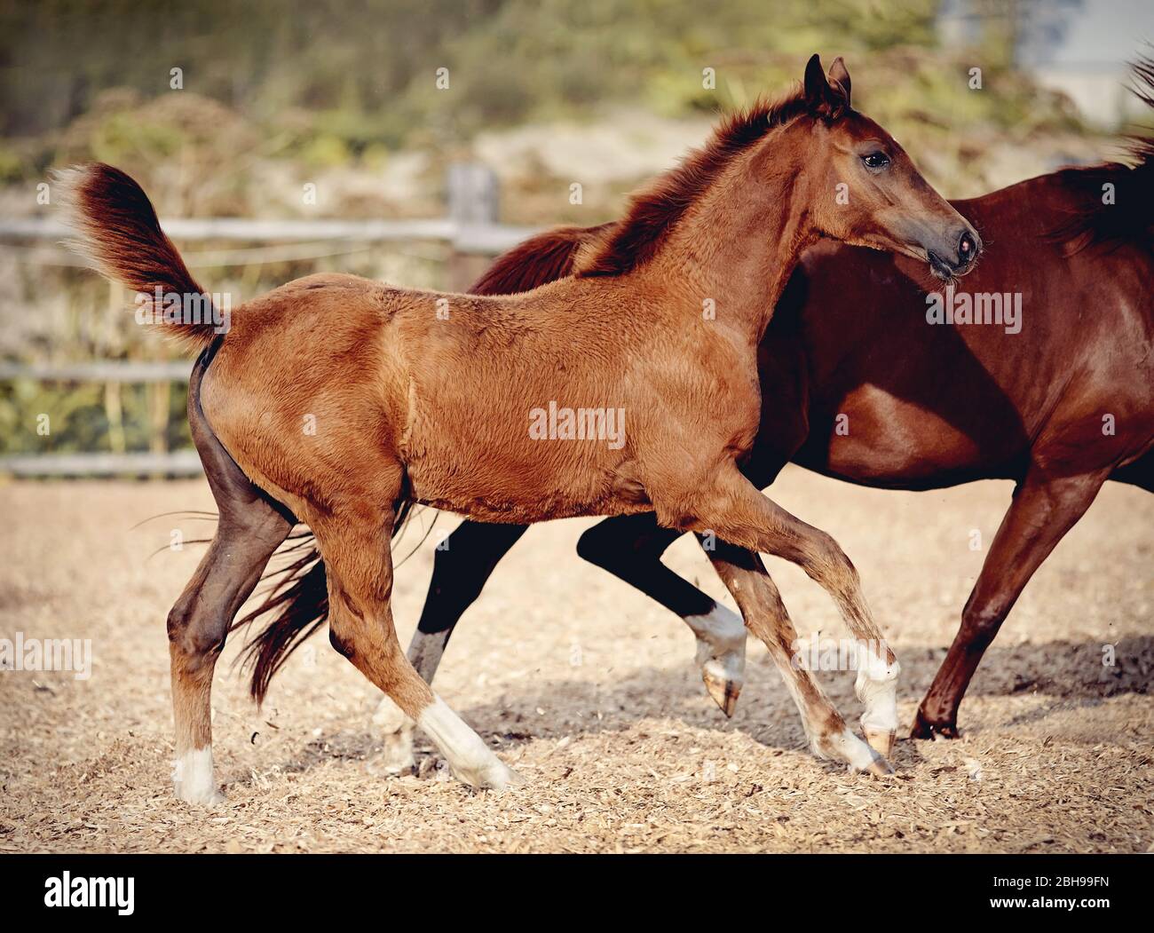 Thoroughbred foal running hi-res stock photography and images - Alamy