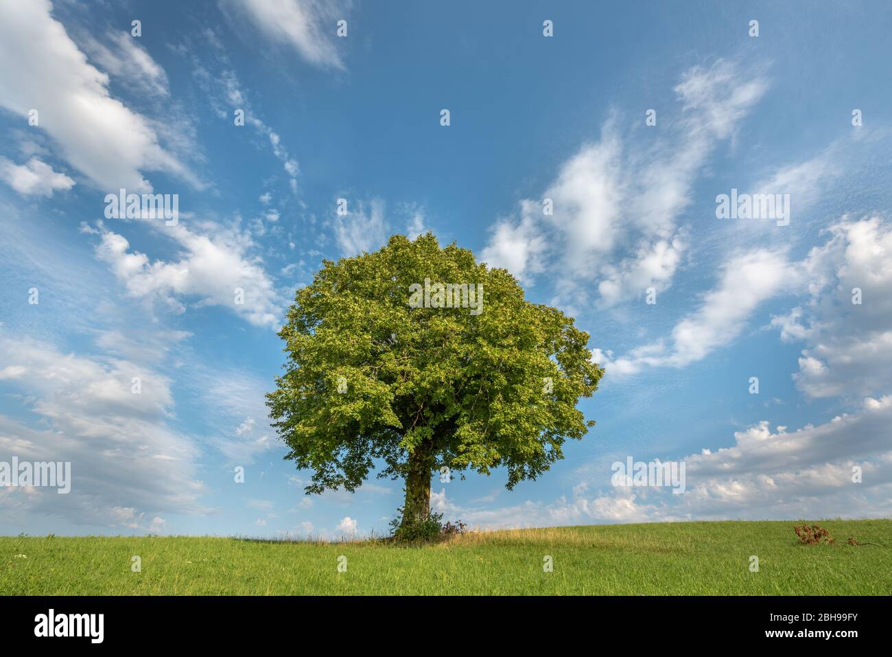 Lime tree isolated on a hill in the jura in France Stock Photo - Alamy