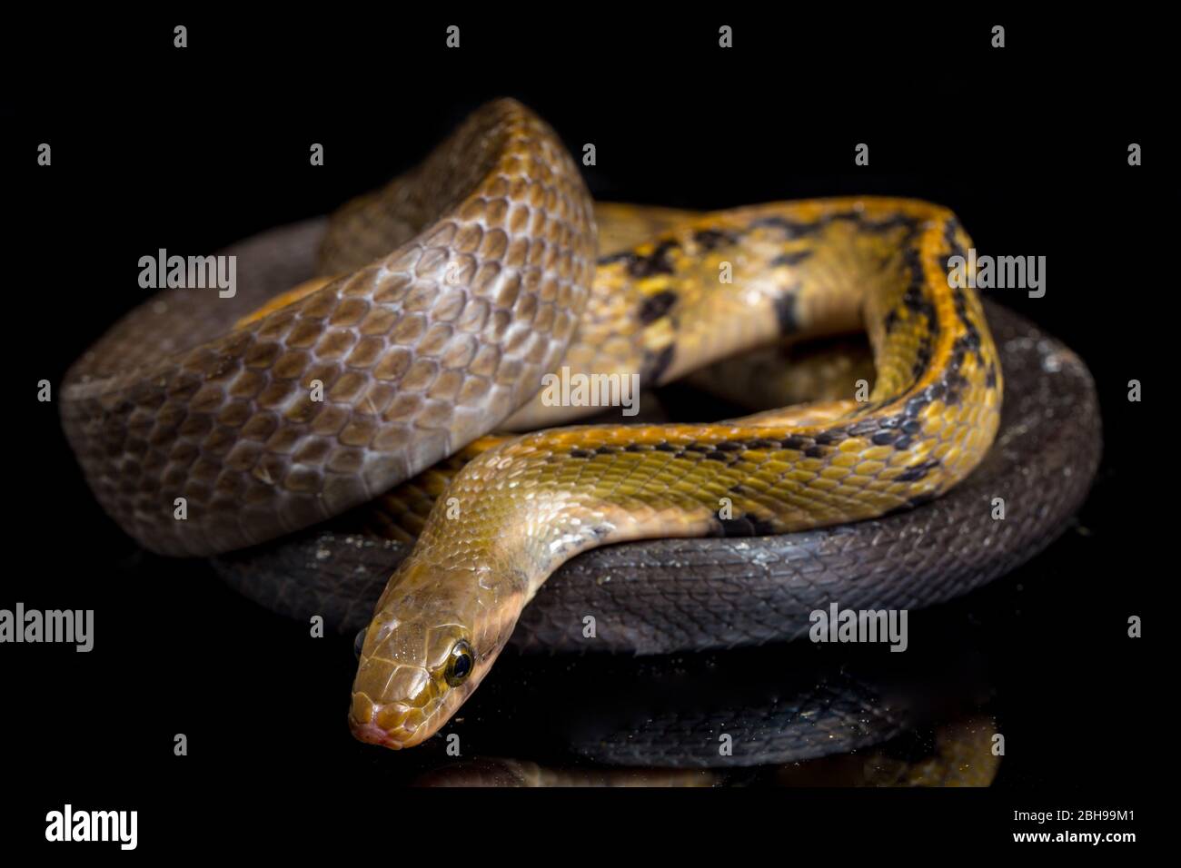 Coelognathus flavolineatus, the black copper rat snake or yellow striped snake, isolated on ...