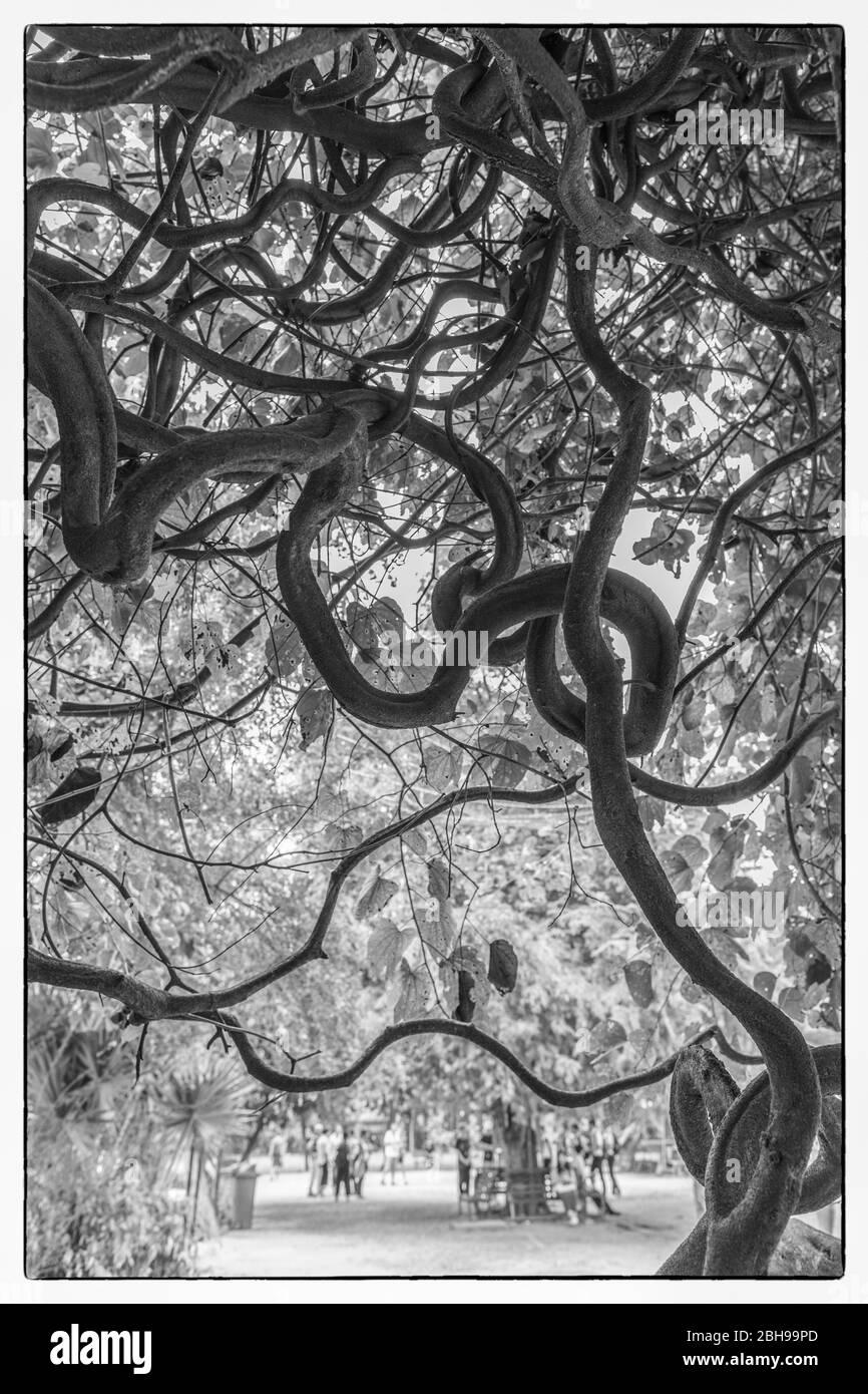 Cambodia, Phnom Penh, The Killing Fields of Choeung Ek, twisted tree in ...