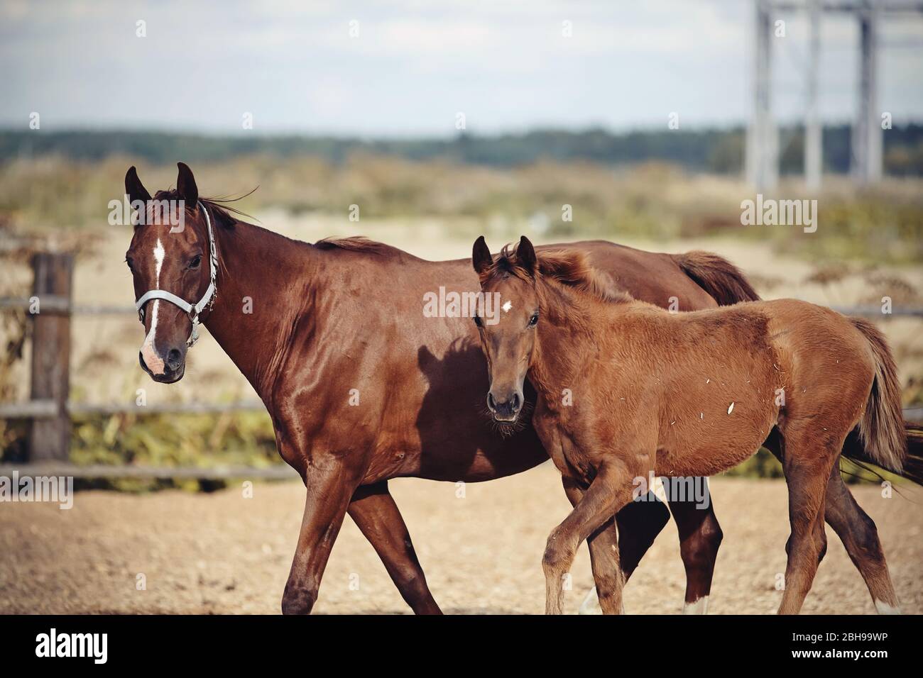 Red foal with an asterisk on his forehead with a red mare walking in ...