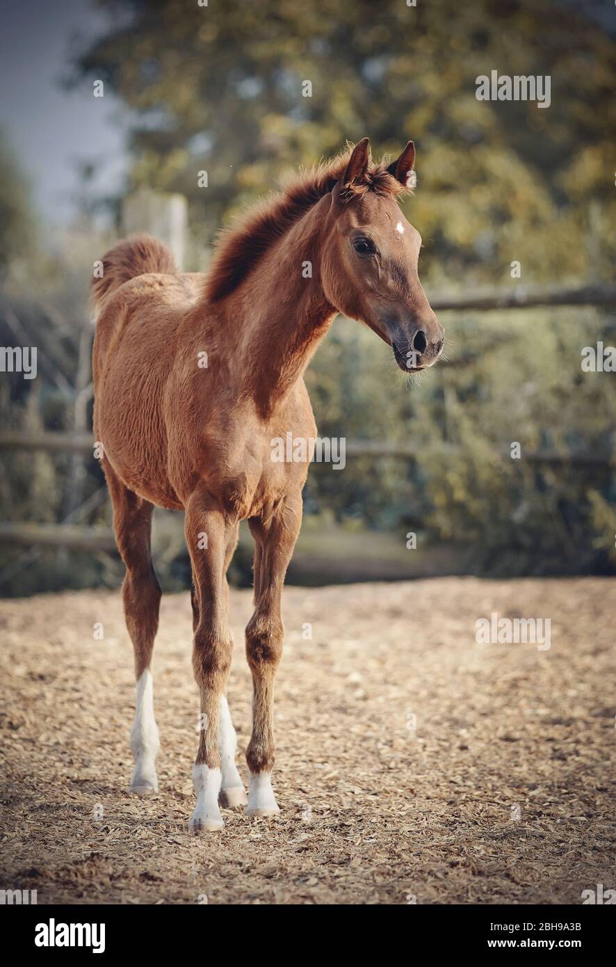 Red foal with an asterisk on his forehead in the levada Stock Photo - Alamy